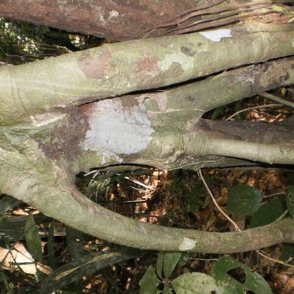 Tovomita Grata Plant Care & How to Grow, Water