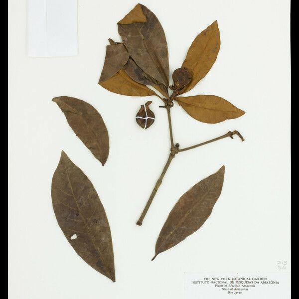 Tovomita Laurina Care Guide: Water, Soil & Propagation - Plantiary