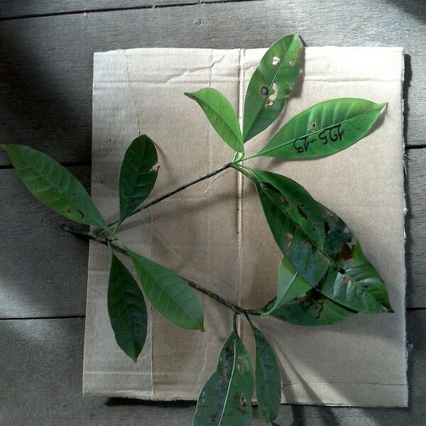 Tovomita Longifolia Plant Care & How to Grow, Water