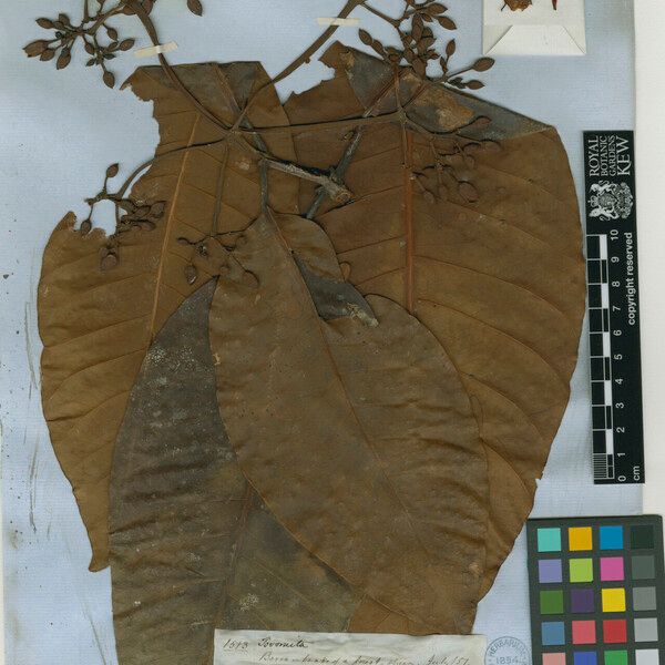 Tovomita Macrophylla Plant Care & How to Grow, Water