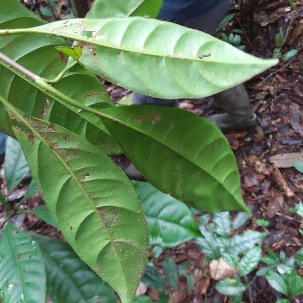 Tovomita Obovata Plant Care & How to Grow, Water