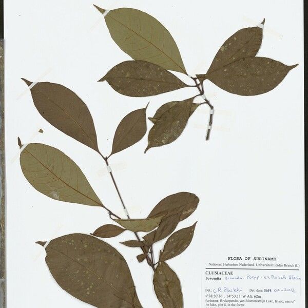 Tovomita Secunda Care Guide: Water, Soil & Propagation - Plantiary