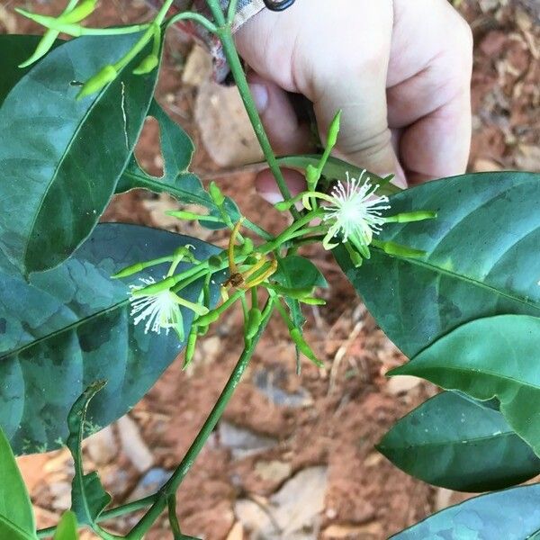 Tovomita Stylosa Plant Care & How to Grow, Water