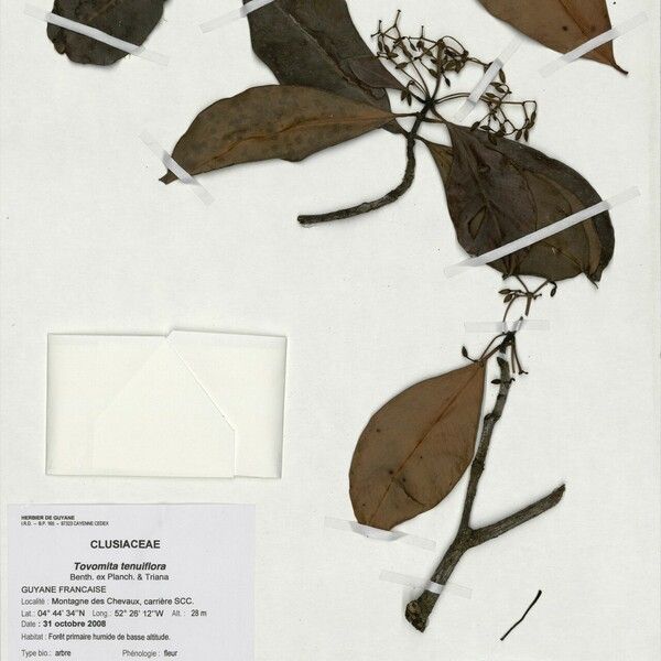 Tovomita Tenuiflora Plant Care & How to Grow, Water