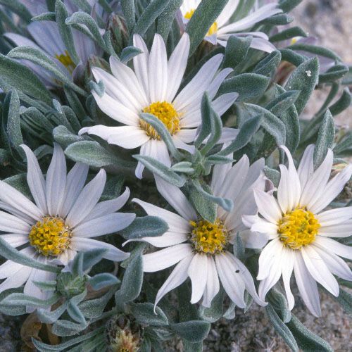 Hoary Townsend Daisy (Townsendia Incana) Plant Care & How to Grow, Water