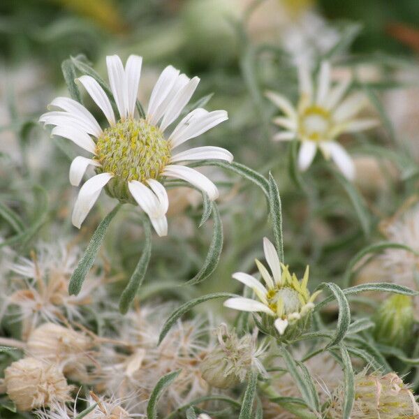 Jones' Townsend Daisy (Townsendia Jonesii) Plant Care & How to Grow, Water