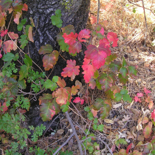 Pacific Poison Oak (Toxicodendron Diversilobum) Plant Care & How to ...