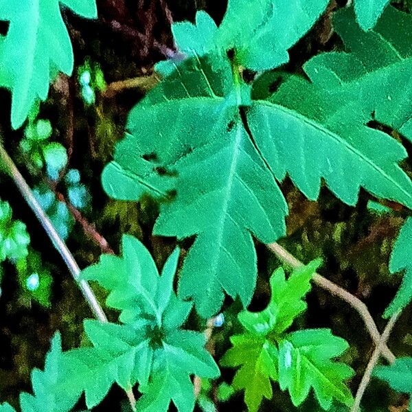 Asian Lacquer Tree (Toxicodendron Orientale) Plant Care & How to Grow ...