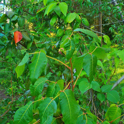 Poison-Ivy (Toxicodendron Radicans) Plant Care & How to Grow, Water