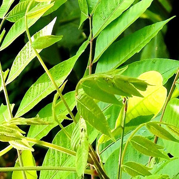 Rhus Sylvestris (Toxicodendron Sylvestre) Plant Care & How to Grow, Water