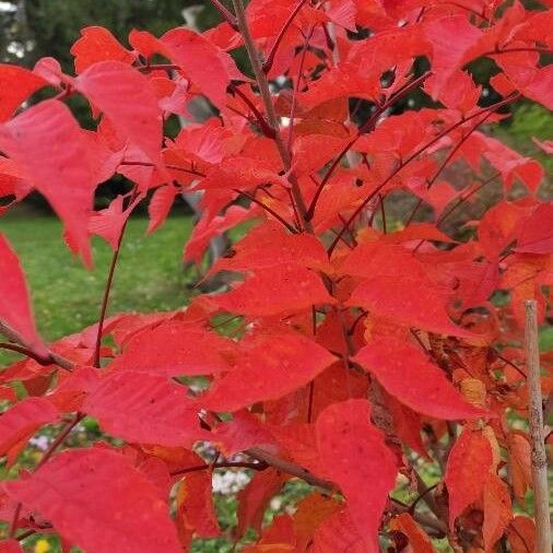 Mountain Lacquer Tree (Toxicodendron Trichocarpum) Plant Care & How to ...