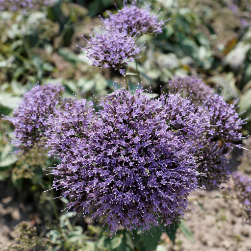 Blue Throatwort (Trachelium Caeruleum) Plant Care & How to Grow, Water