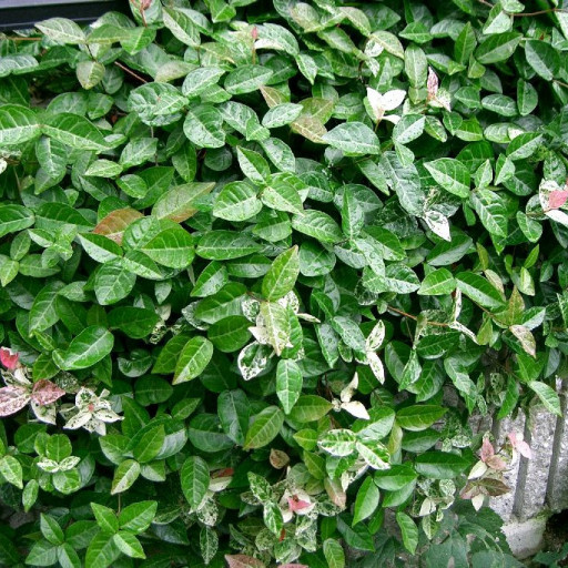 Asiatic Jasmine (Trachelospermum Asiaticum) Plant Care & How to Grow, Water