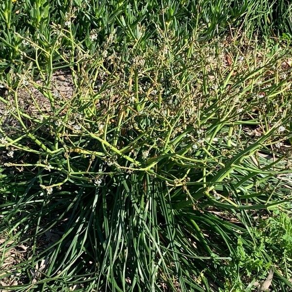 Dune Onionweed (Trachyandra Divaricata) Care Guide: Water, Soil ...