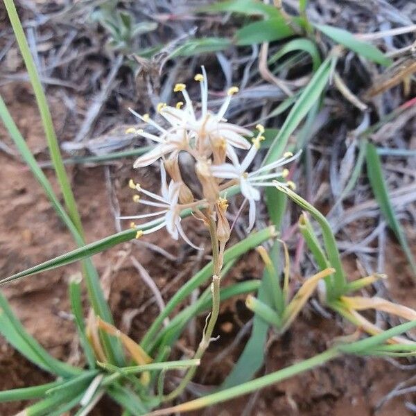 Karoo Princess (Trachyandra Saltii) Care Guide: Water, Soil ...