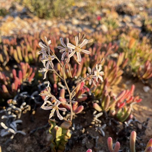 Contorted Capespinach (Trachyandra Tortilis) Plant Care & How to Grow ...