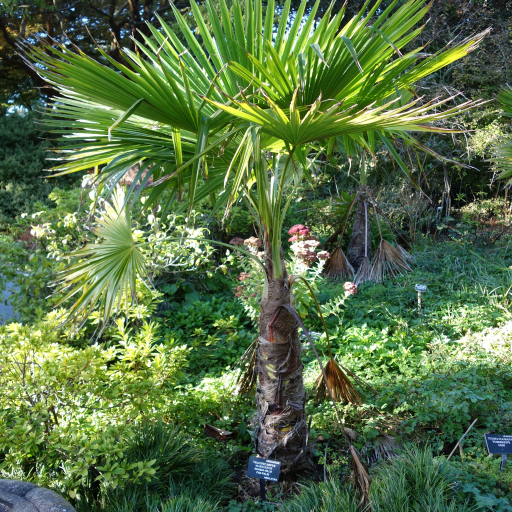 Martius's Windmill Palm (Trachycarpus Martianus) Plant Care & How to ...