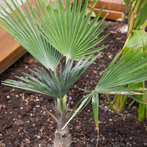 Trachycarpus Princeps Plant Care & How to Grow, Water