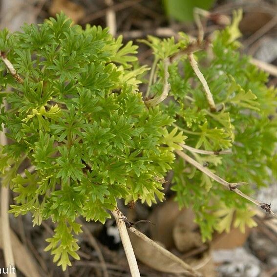 Trachymene Cussonii Plant Care & How to Grow, Water