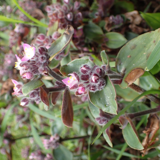 Flowering Inch (Tradescantia Cerinthoides) Plant Care & How to Grow, Water