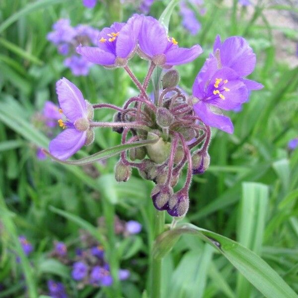 Giant Spiderwort (Tradescantia Gigantea) Plant Care & How to Grow, Water