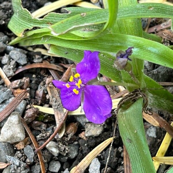 Wild Crocus (Tradescantia Longipes) Plant Care & How to Grow, Water