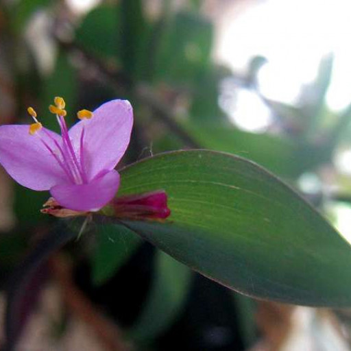 Purple Heart (Tradescantia Pallida) Plant Care & How to Grow, Water