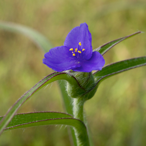 Reverchon's Spiderwort (Tradescantia Reverchonii) Plant Care & How to ...