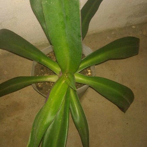 Tradescantia Tenella Plant Care & How to Grow, Water