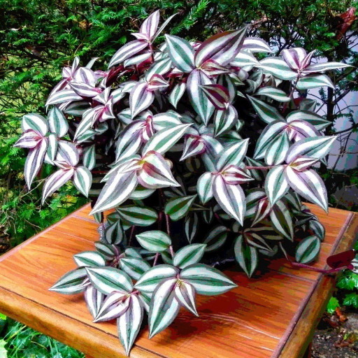 Silver Inch (Tradescantia Zebrina) Plant Care & How to Grow, Water