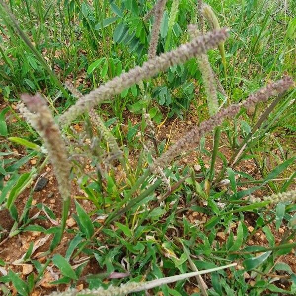African Bur Grass (Tragus Berteronianus) Plant Care & How to Grow, Water