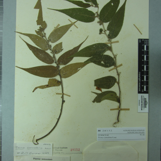 Lily Magnolia (Magnolia Liliiflora) Plant Care & How to Grow, Water