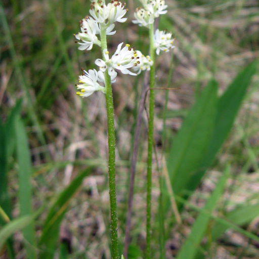 Dwarf Pandanus (Pandanus Pygmaeus) Plant Care & How to Grow, Water
