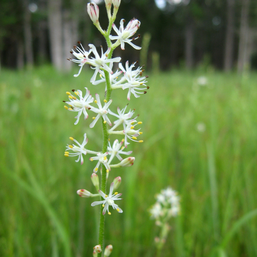 Coastal False Asphodel (Triantha Racemosa) Plant Care & How to Grow, Water