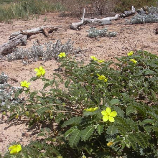 Kingston Buttercup (Tribulus Cistoides) Plant Care & How to Grow, Water