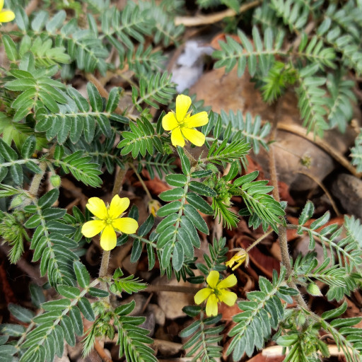 Puncture Vine (Tribulus Terrestris) Plant Care & How to Grow, Water