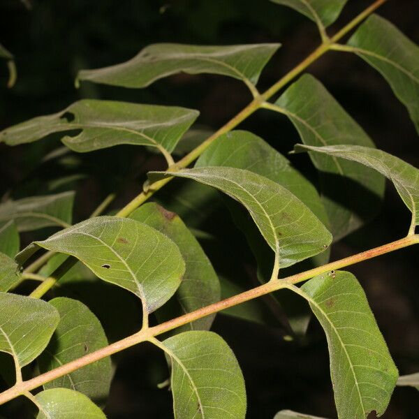 Trichilia Americana Plant Care & How to Grow, Water