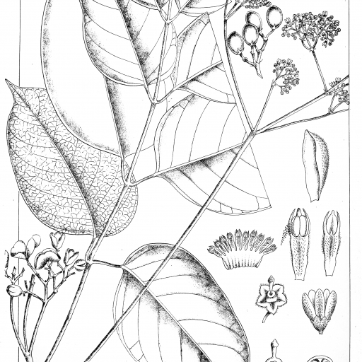 Trichilia Catigua Care Guide: Water, Soil & Propagation - Plantiary