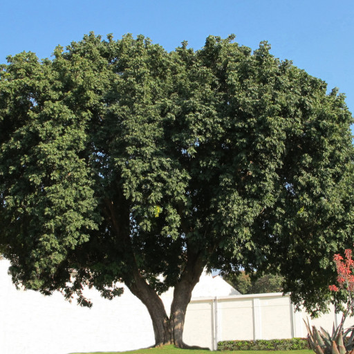 Silvergreen Bryum Moss (Bryum Argenteum) Plant Care & How to Grow, Water