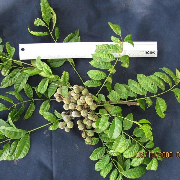 Broomstick (Trichilia Hirta) Care Guide: Water, Soil & Propagation ...