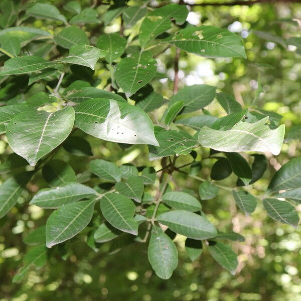 Trichilia Martiana Plant Care & How to Grow, Water