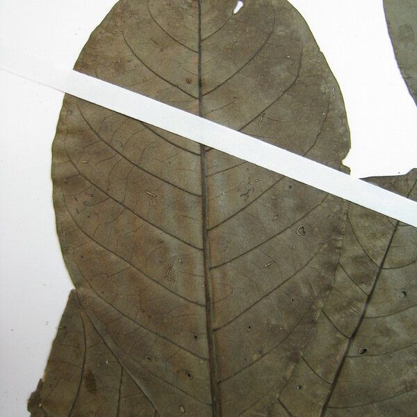 Trichilia Micrantha Care Guide: Water, Soil & Propagation - Plantiary