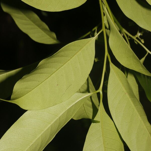 Trichilia Pleeana Plant Care & How to Grow, Water