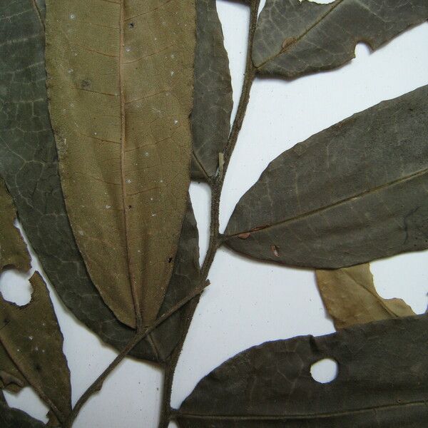 Trichilia Quadrijuga Care Guide: Water, Soil & Propagation - Plantiary