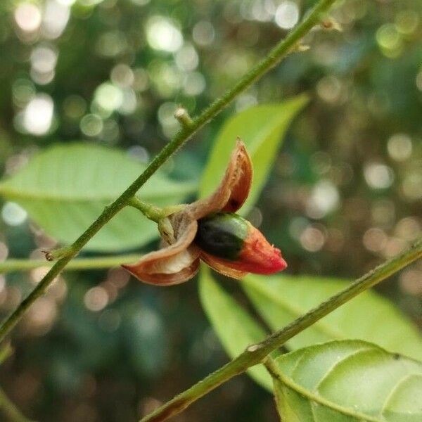 Trichilia Ramalhoi Care Guide: Water, Soil & Propagation - Plantiary