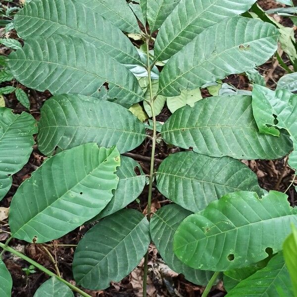 Trichilia Rubescens Care Guide: Water, Soil & Propagation - Plantiary