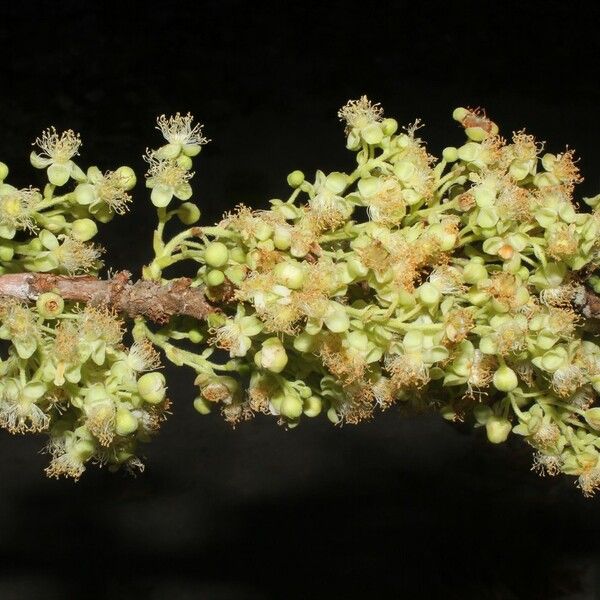 Trichilia Trifolia Care Guide: Water, Soil & Propagation - Plantiary