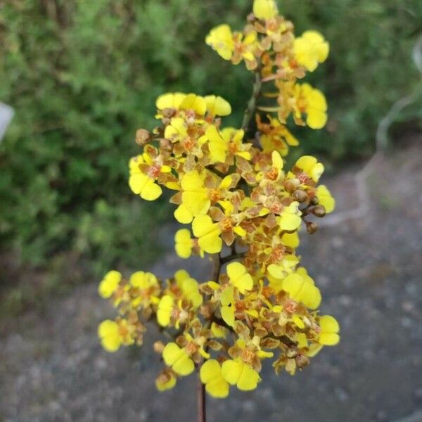 Fire Star Orchid (Trichocentrum Ascendens) Care Guide: Water, Soil ...
