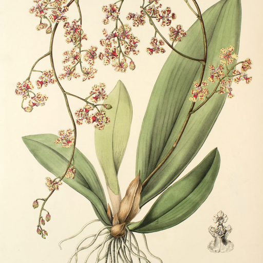 Coot Bay Dancing-Lady Orchid (Trichocentrum Carthagenense) Care Guide ...
