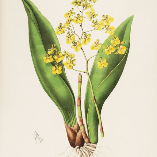 Trichocentrum Cavendishianum Care Guide: Water, Soil & Propagation ...